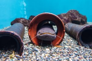 【日本三大怪魚】ビワコオオナマズ あの外来魚に対抗できる唯一無二の日本固有淡水魚